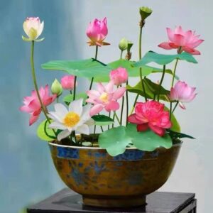 12+ pcs bonsai bowl lotus seeds, water lily flower plant seed flowering aquatic fresh garden seeds for pond home planting ornamental(mixed color)