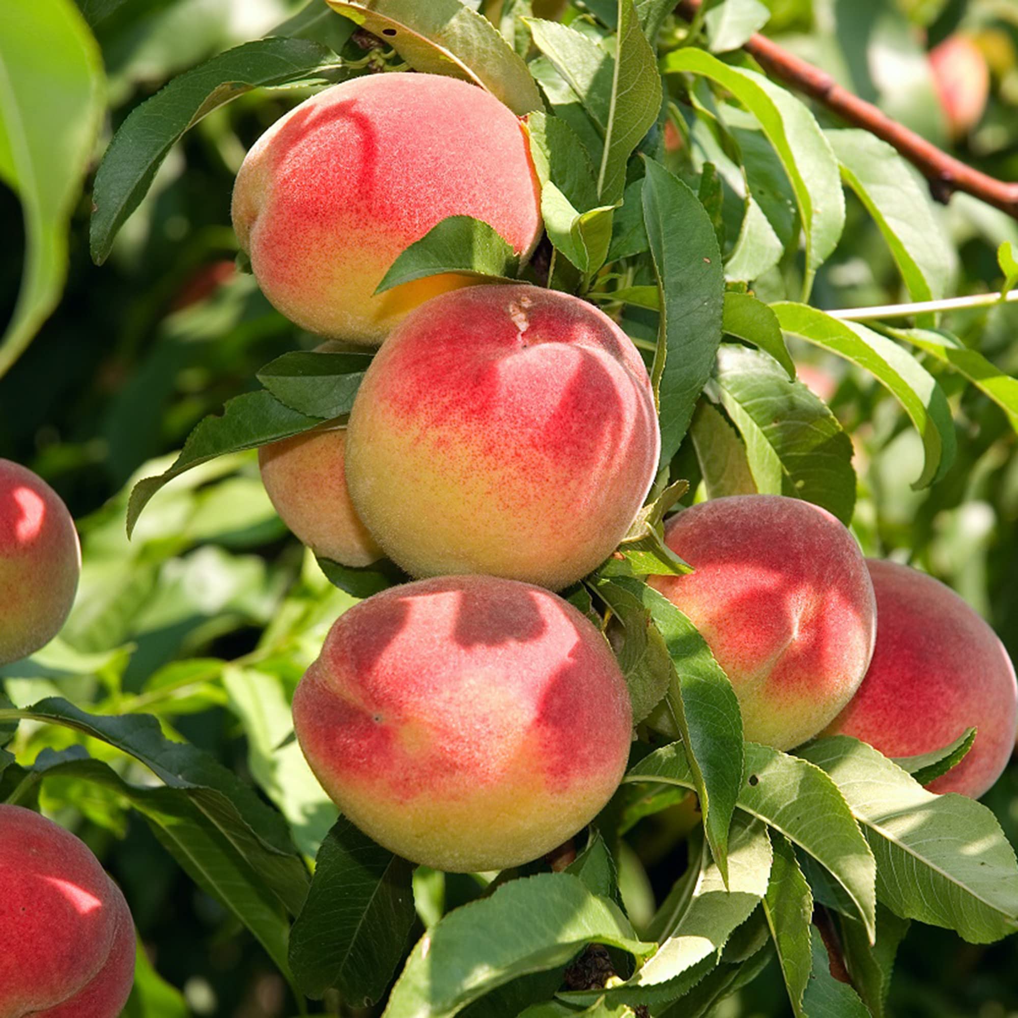 Bonanza Peach Seeds Large Fruit Sweet Delicious Flavor Juicy Ornamental Self-Pollinating Patio Container Garden Indoor Outdoor 10Pcs Fruit Tree Seeds by YEGAOL Garden