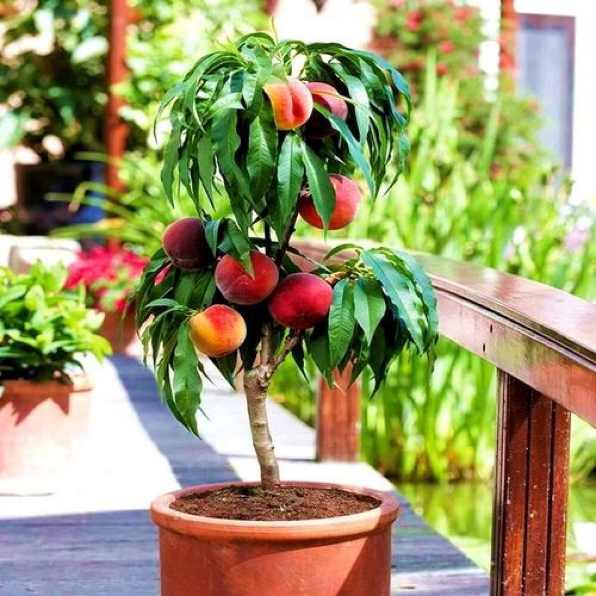 Bonanza Peach Seeds Large Fruit Sweet Delicious Flavor Juicy Ornamental Self-Pollinating Patio Container Garden Indoor Outdoor 10Pcs Fruit Tree Seeds by YEGAOL Garden