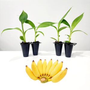 banana tree "dwarf cavendish". set of 4 starter live plants