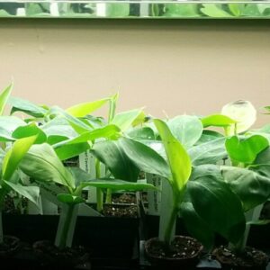 Banana Plants "Dwarf Cavendish" includes Four (4) Plants