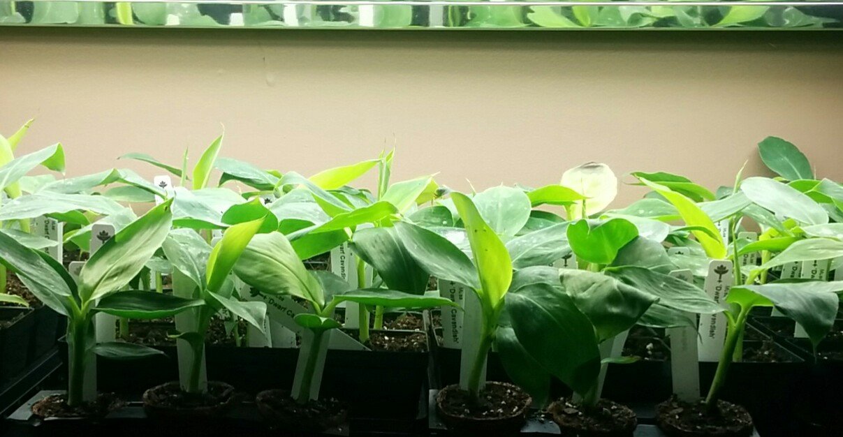 Banana Plants "Dwarf Cavendish" includes Four (4) Plants