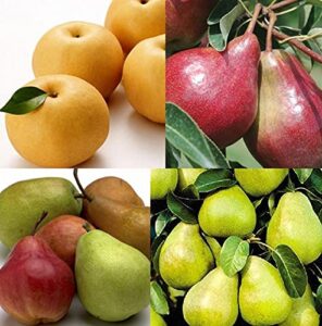 20 seeds of mixed pears trees, bartlett, kieffer, green anjou, red anjou, asian singo pears trees seeds