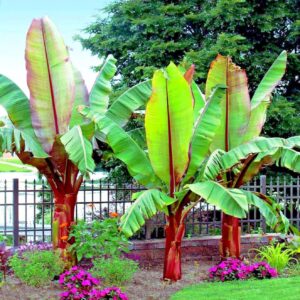 abyssinian banana tree seeds for planting (5 seeds) - ensete ventricosum