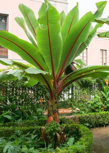 Abyssinian Banana Tree Seeds for Planting (5 Seeds) - Ensete ventricosum