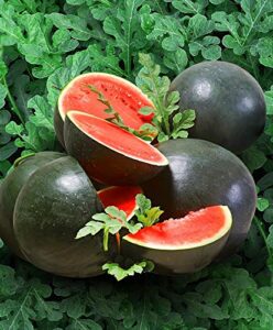 cemeha seeds watermelon black beauty early rare giant fruit heirloom organic non-gmo