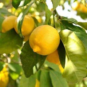 Luake 35 Dwarf Meyer Lemon Tree Seeds