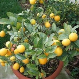 Luake 35 Dwarf Meyer Lemon Tree Seeds