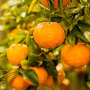 qauzuy garden 20 dwarf orange bonsai tree seeds(citrus sinensis) - heirloom organic citrus fruit seeds - sweet juicy fruits survival gear food seeds