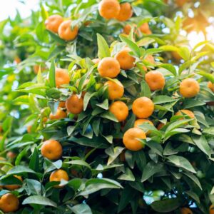 QAUZUY GARDEN 20 Dwarf Orange Bonsai Tree Seeds(Citrus Sinensis) - Heirloom Organic Citrus Fruit Seeds - Sweet Juicy Fruits Survival Gear Food Seeds