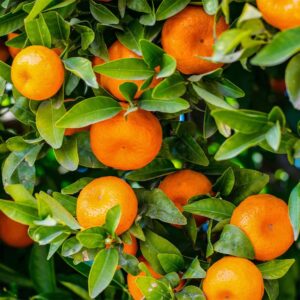 QAUZUY GARDEN 20 Dwarf Orange Bonsai Tree Seeds(Citrus Sinensis) - Heirloom Organic Citrus Fruit Seeds - Sweet Juicy Fruits Survival Gear Food Seeds