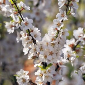 CHUXAY GARDEN 20 Seeds Nanking Cherry Fruit Trees Hardy Deciduous Shrub Sweet Delicious Edible Fruit Great for Ornaments and Hedges