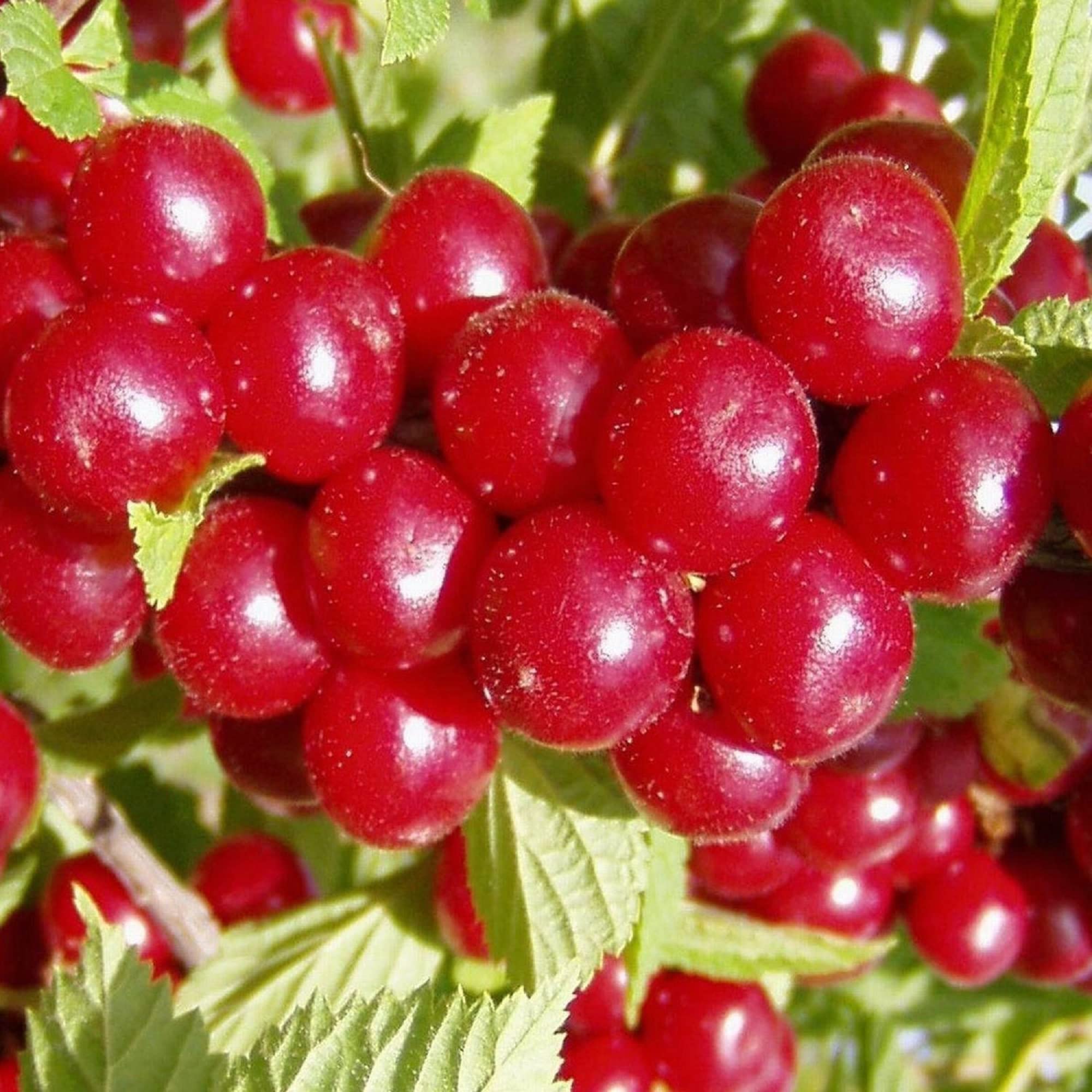 CHUXAY GARDEN 20 Seeds Nanking Cherry Fruit Trees Hardy Deciduous Shrub Sweet Delicious Edible Fruit Great for Ornaments and Hedges