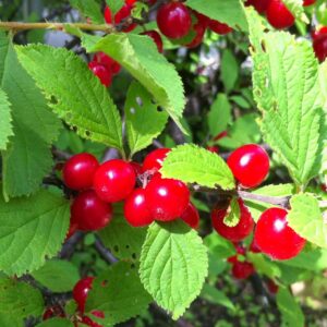 CHUXAY GARDEN 20 Seeds Nanking Cherry Fruit Trees Hardy Deciduous Shrub Sweet Delicious Edible Fruit Great for Ornaments and Hedges