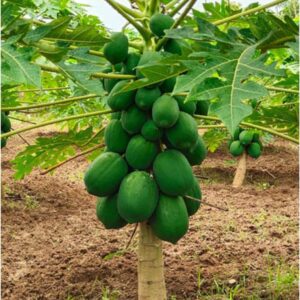 dwarf papaya seeds sweet and juicy flavor rich in vitamins small gardens pots outdoor 20pcs fruit tree seeds by yegaol garden