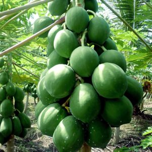 Dwarf Papaya Seeds Sweet and Juicy Flavor Rich in Vitamins Small Gardens Pots Outdoor 20Pcs Fruit Tree Seeds by YEGAOL Garden