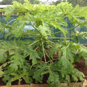 Dwarf Papaya Seeds Sweet and Juicy Flavor Rich in Vitamins Small Gardens Pots Outdoor 20Pcs Fruit Tree Seeds by YEGAOL Garden