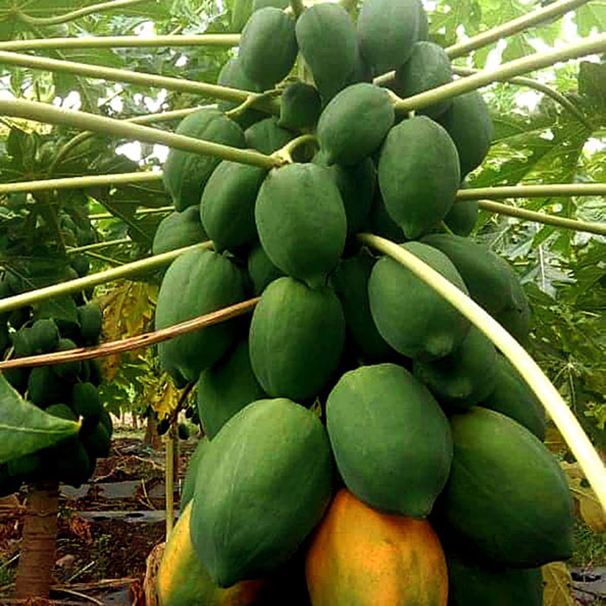 Dwarf Papaya Seeds Sweet and Juicy Flavor Rich in Vitamins Small Gardens Pots Outdoor 20Pcs Fruit Tree Seeds by YEGAOL Garden