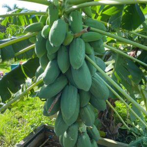 Dwarf Papaya Seeds Sweet and Juicy Flavor Rich in Vitamins Small Gardens Pots Outdoor 20Pcs Fruit Tree Seeds by YEGAOL Garden