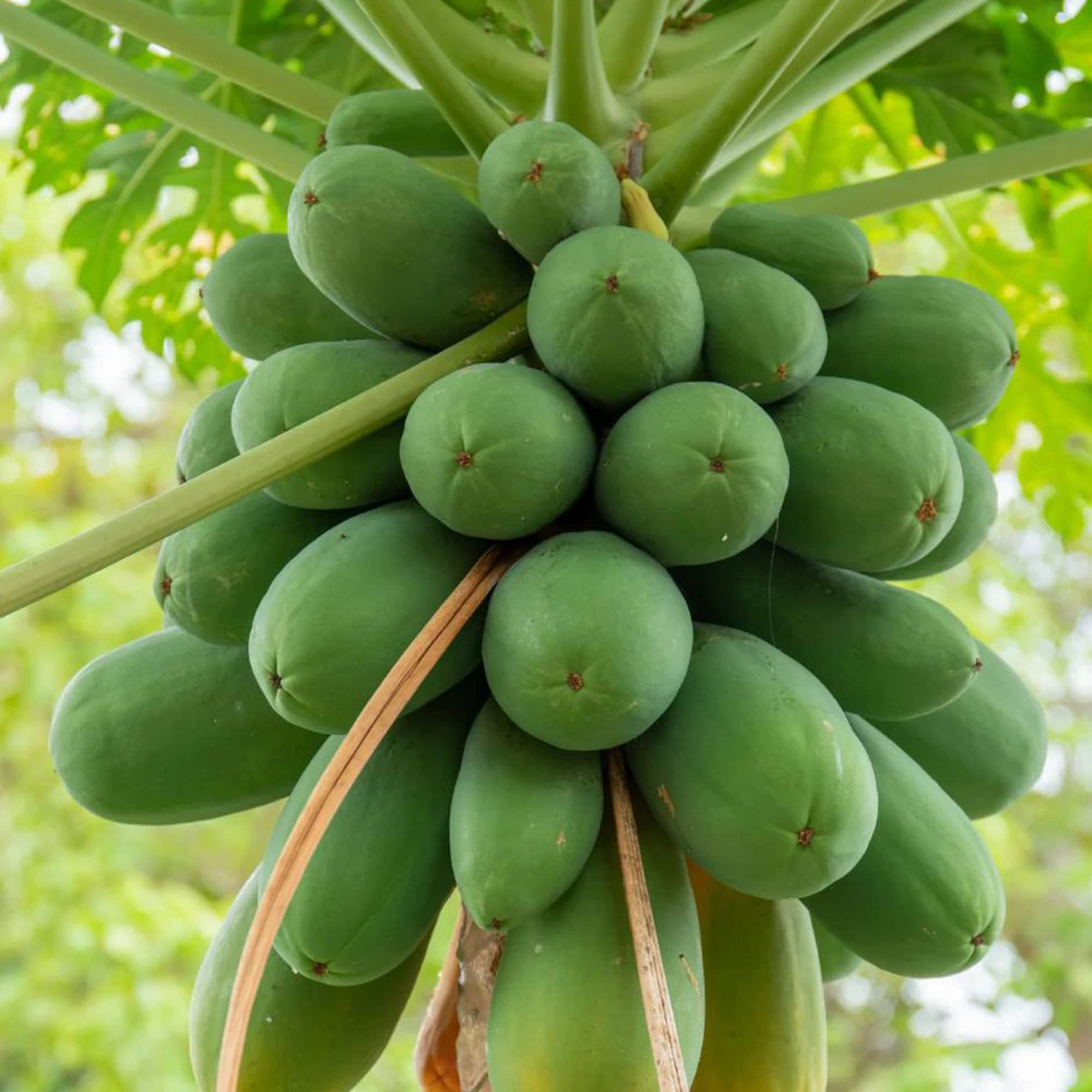 Dwarf Papaya Seeds Sweet and Juicy Flavor Rich in Vitamins Small Gardens Pots Outdoor 20Pcs Fruit Tree Seeds by YEGAOL Garden