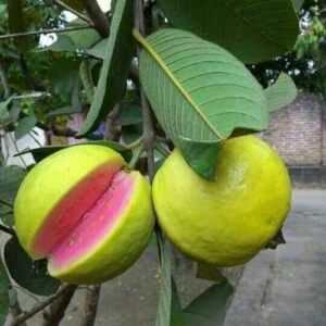 seed barn pink guava tree plant - 1 gallon (psidium guajava)