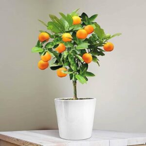 CHUXAY GARDEN Rare Dwarf Orange Tree Seeds for Planting Heirloom Citrus 10 Seeds Edible Sweet Juicy Fruit Gardening Non-GMO Easy Grow Great for Salads