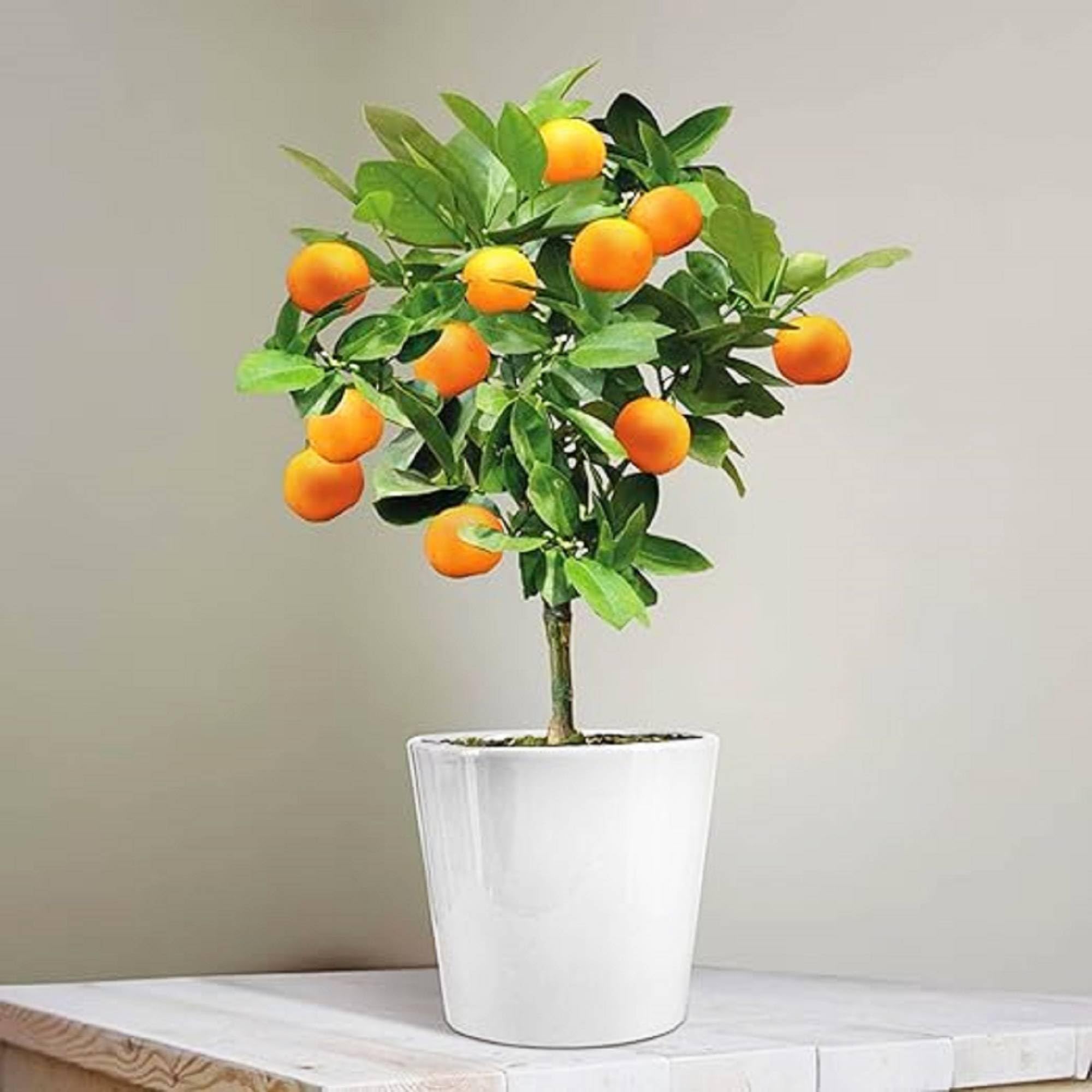 CHUXAY GARDEN Rare Dwarf Orange Tree Seeds for Planting Heirloom Citrus 10 Seeds Edible Sweet Juicy Fruit Gardening Non-GMO Easy Grow Great for Salads