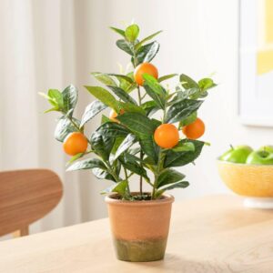 CHUXAY GARDEN Rare Dwarf Orange Tree Seeds for Planting Heirloom Citrus 10 Seeds Edible Sweet Juicy Fruit Gardening Non-GMO Easy Grow Great for Salads