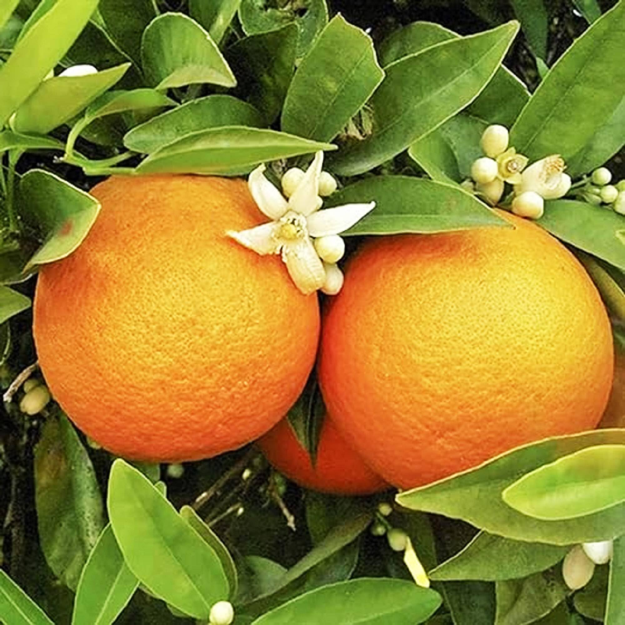 CHUXAY GARDEN Rare Dwarf Orange Tree Seeds for Planting Heirloom Citrus 10 Seeds Edible Sweet Juicy Fruit Gardening Non-GMO Easy Grow Great for Salads