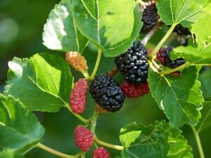 dwarf mulberry tree everbearing morus nigra fruiting 6-8" tall 4" pot