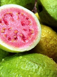 pink guava plant - psidium guajava - live plant