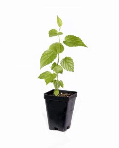 dwarf everbearing mulberry plant - morus nigra - live plant