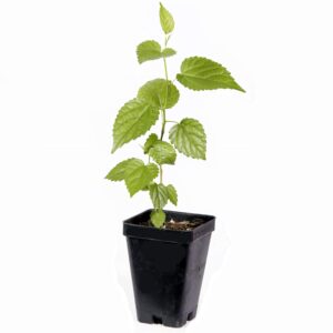 Dwarf Everbearing Mulberry Plant - Morus nigra - Live Plant