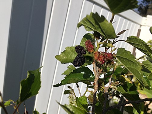 Dwarf Everbearing Mulberry Plant - Morus nigra - Live Plant