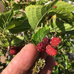 Dwarf Everbearing Mulberry Plant - Morus nigra - Live Plant