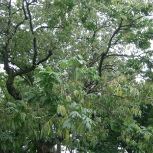 sapindus mukorossi seeds soapberry, reetha fruit can be used for cleaning and laundry purposes ornamental and shade tree patio outdoor 5pcs tree seeds by yegaol garden