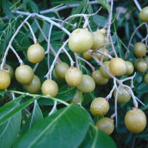 Sapindus Mukorossi Seeds Soapberry, Reetha Fruit Can be Used for Cleaning and Laundry Purposes Ornamental and Shade Tree Patio Outdoor 5Pcs Tree Seeds by YEGAOL Garden