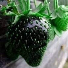 mitraee 100 strawberry fruits seeds black.