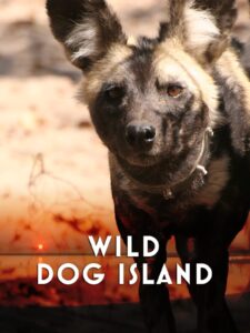 wild dog island