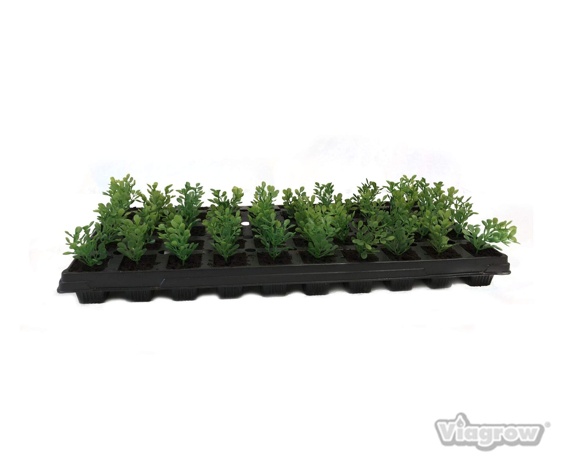 Viagrow VRRTKIT 50 Site Tray, Insert, Tall Dome & MET Standard, Pro Plugs Kit w/Seedmat, Black