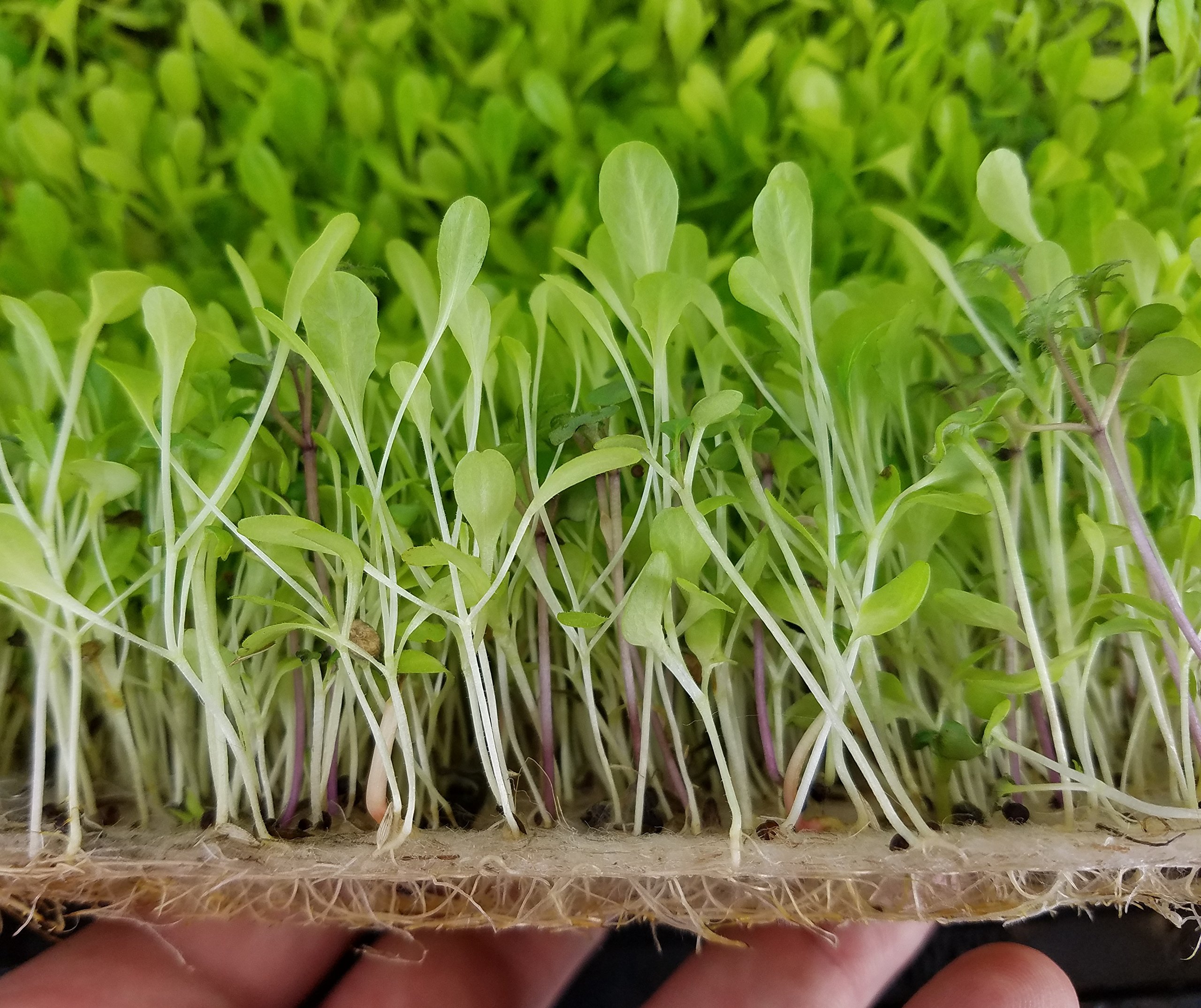 Biostrate Felt Micro Greens Kit, 10 Sheets of Biodegradable Felt Pads with Tray and Dome