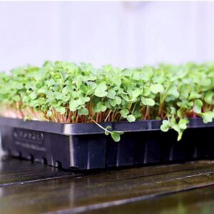 Extra Thick Seedling Growing Trays with Drainage Holes and Humidity Domes with Vents for Control of Humidity, and Temperature Inside. Acts as a Mini Greenhouse for Propagation. (1)