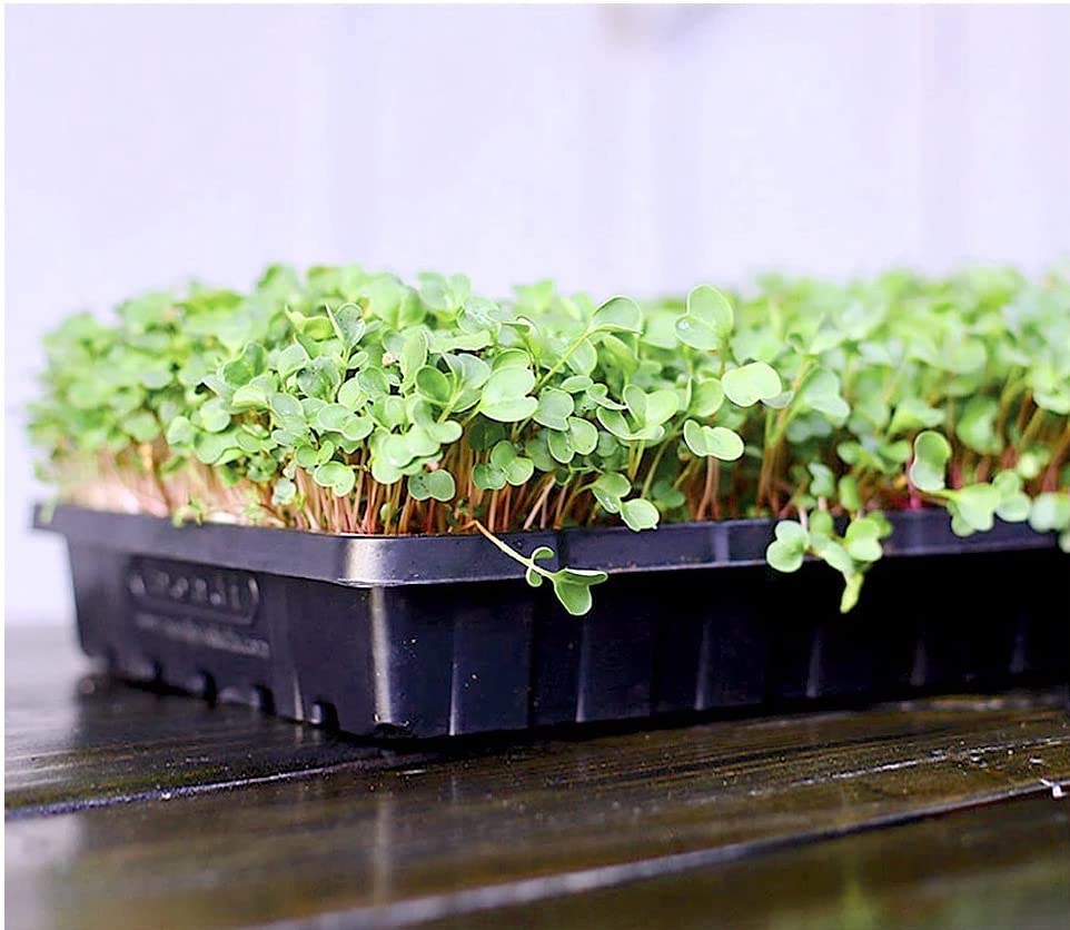 Extra Thick Seedling Growing Trays with Drainage Holes and Humidity Domes with Vents for Control of Humidity, and Temperature Inside. Acts as a Mini Greenhouse for Propagation. (1)