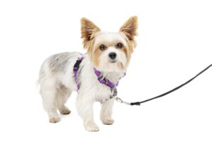 petsafe 3 in 1 dog harness - no pull solution for dogs - reflective dog harness - front d-ring clip helps stop pulling - comfortable padded straps - top handle enhances control - plum - extra small