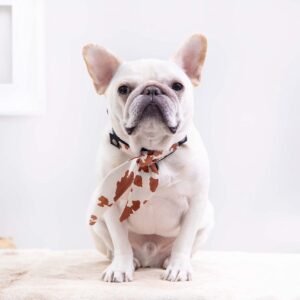 BOW Teddy Long - Modular Dog Collar