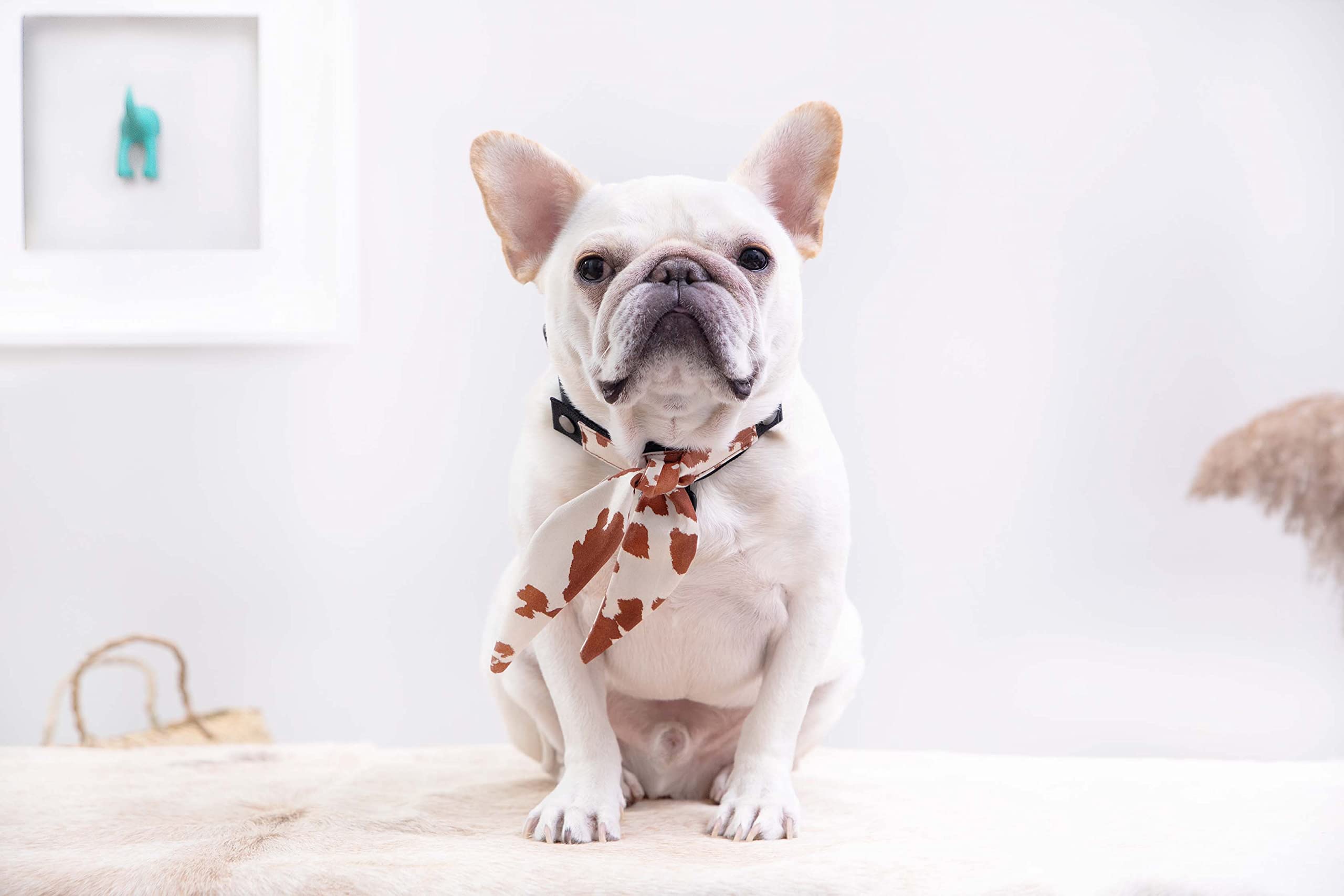 BOW Teddy Long - Modular Dog Collar