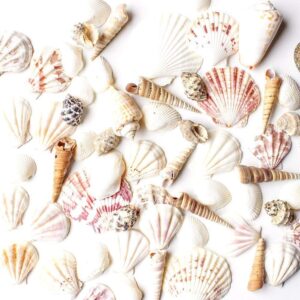 super z outlet mixed ocean beach fairy garden assorted seashells marine life for decorations, arts & crafts, party favors collection (approx. 50 pieces)