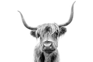 highland long haired cow scotland horns close up face portrait animal black white photo cool wall art print poster 16x24