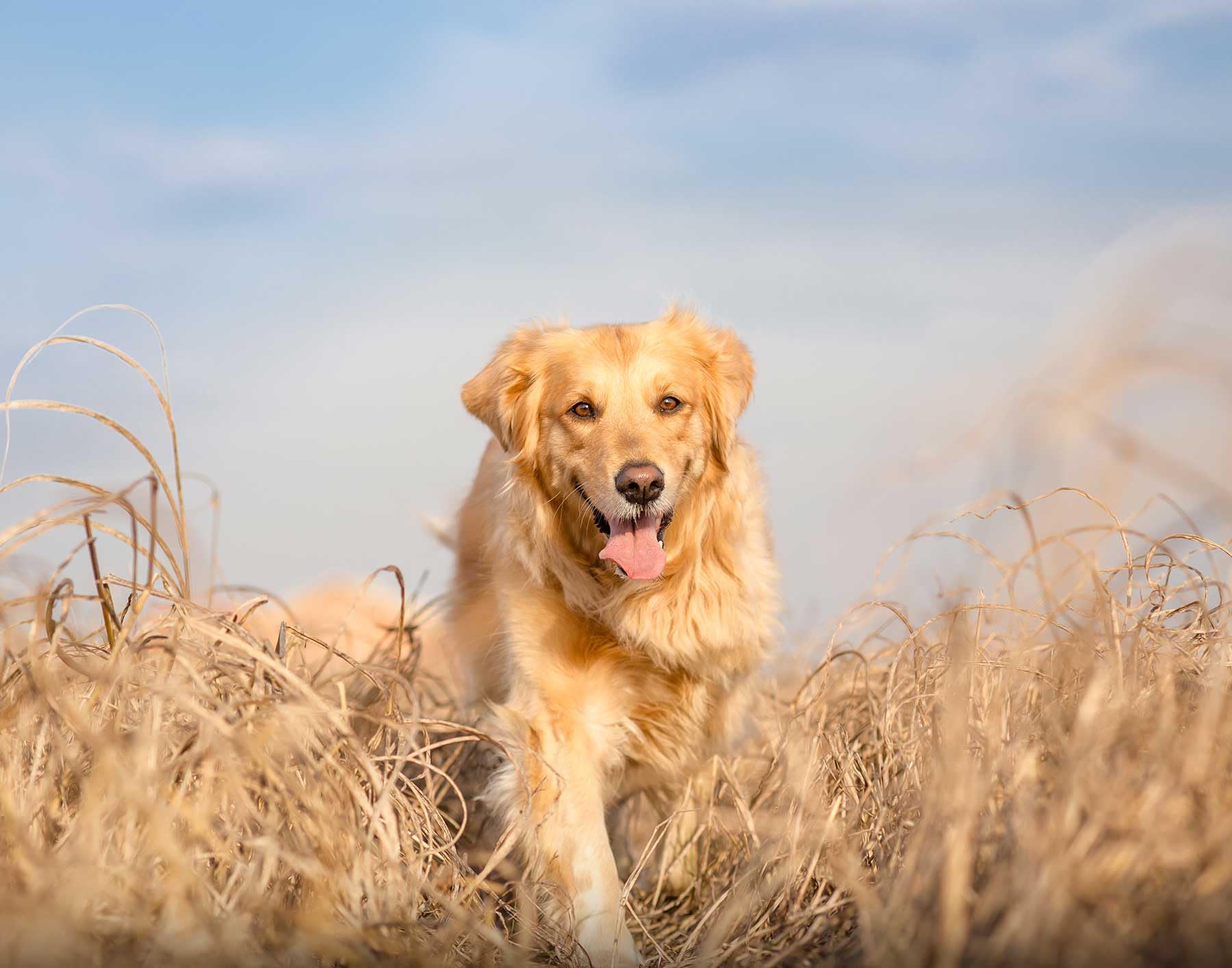 2024 Golden Retriever Wall Calendar 16-Month X-Large Size 14x22, Best Golden Retriever Dog Calendar by The KING Company-Monster Calendars