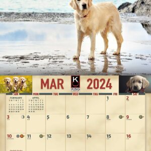 2024 Golden Retriever Wall Calendar 16-Month X-Large Size 14x22, Best Golden Retriever Dog Calendar by The KING Company-Monster Calendars